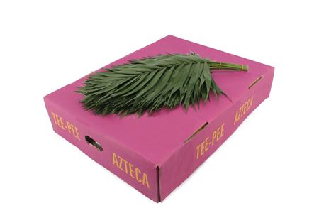 Chico flowers | Wholesale Flowers UK | Hoek flowers